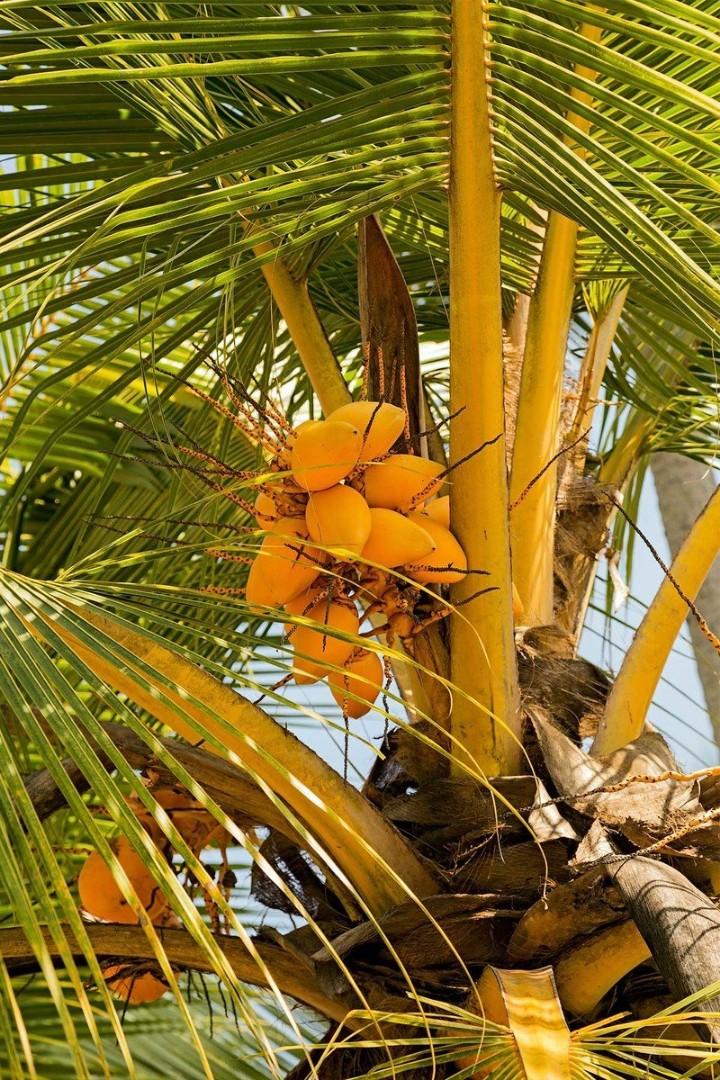 Golden coconut, Furniture & Home Living, Gardening, Plants & Seeds on ...
