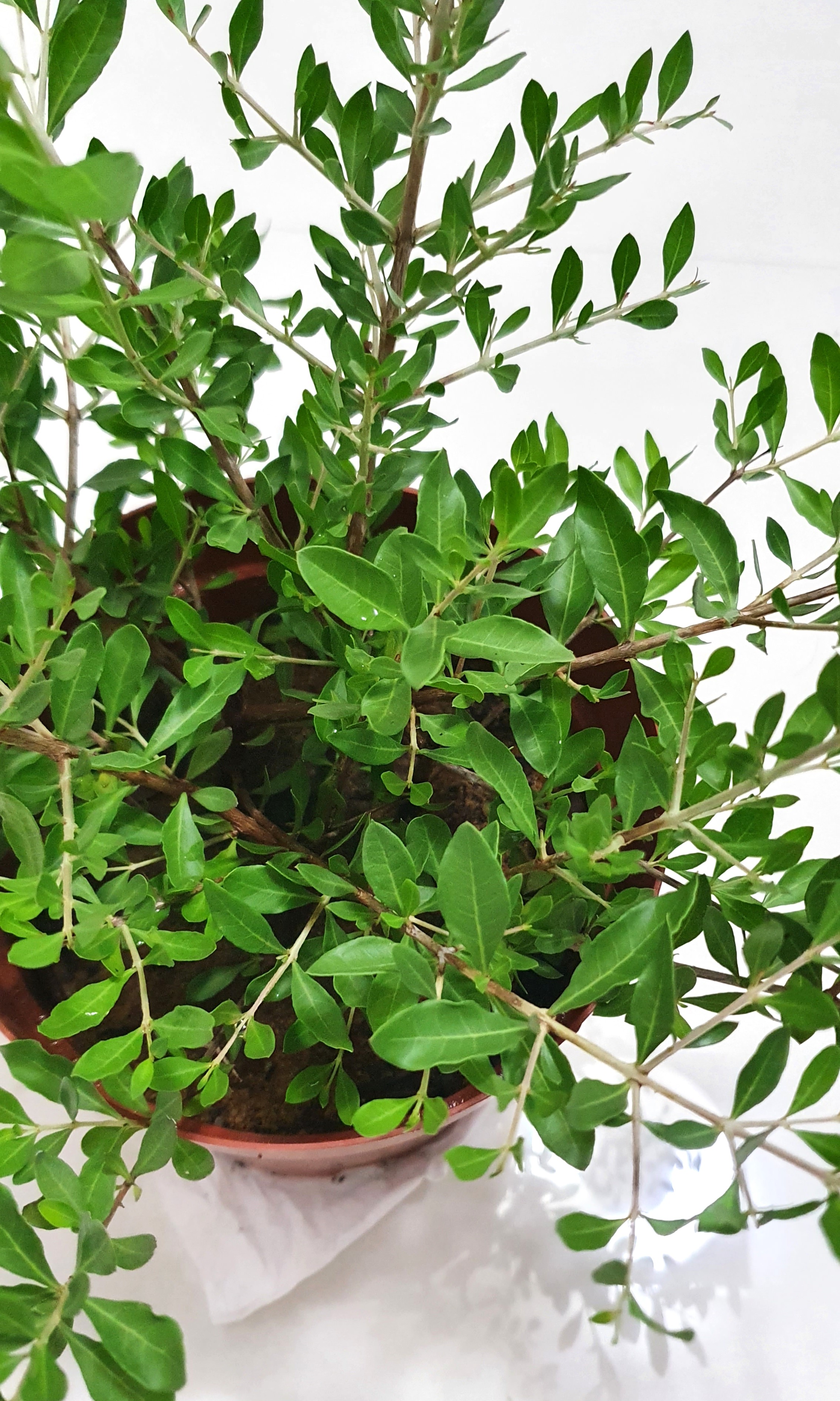 Henna plant (15cm pot), Furniture & Home Living, Home Decor, Artificial ...