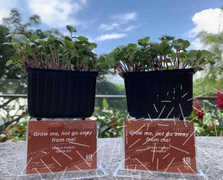 Root Farm Grow Kit, Furniture & Home Living, Gardening, Plants & Seeds ...