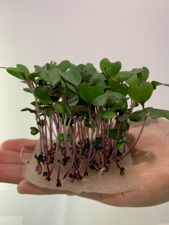 Root Farm Grow Kit, Furniture & Home Living, Gardening, Plants & Seeds ...