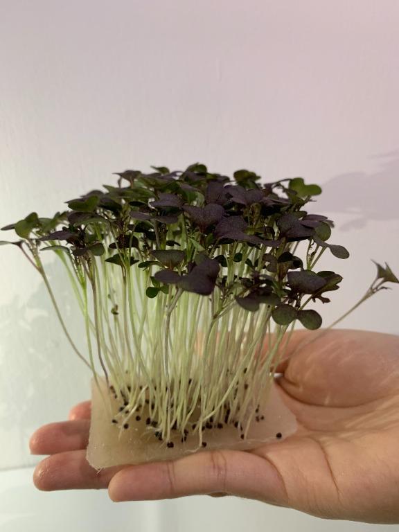 Root Farm Grow Kit, Furniture & Home Living, Gardening, Plants & Seeds ...