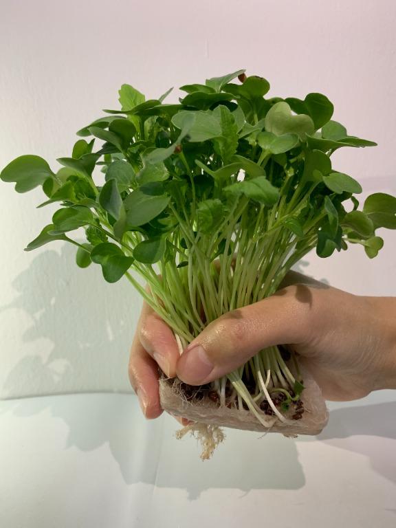 Root Farm Grow Kit, Furniture & Home Living, Gardening, Plants & Seeds ...