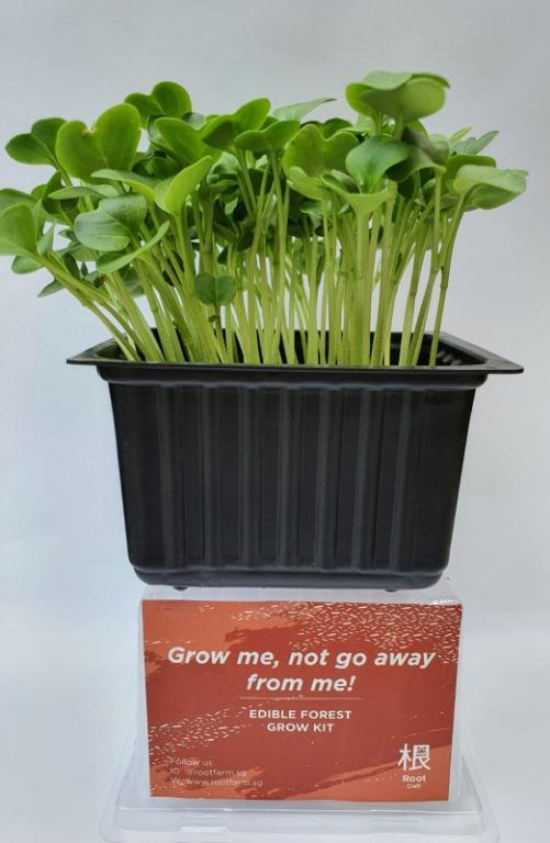 Root Farm Grow Kit, Furniture & Home Living, Gardening, Plants & Seeds ...
