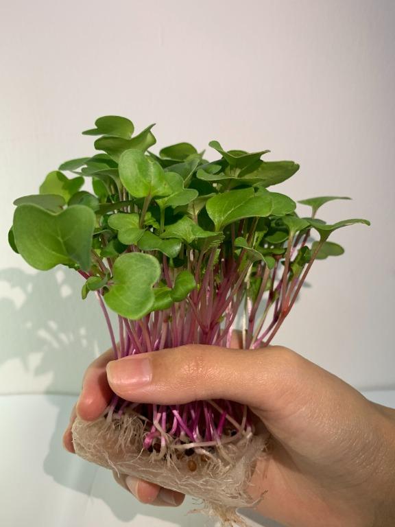 Root Farm Grow Kit, Furniture & Home Living, Gardening, Plants & Seeds ...