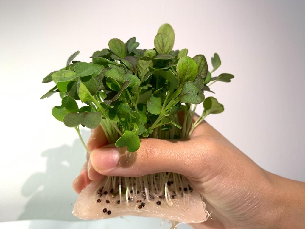 Root Farm Grow Kit, Furniture & Home Living, Gardening, Plants & Seeds ...