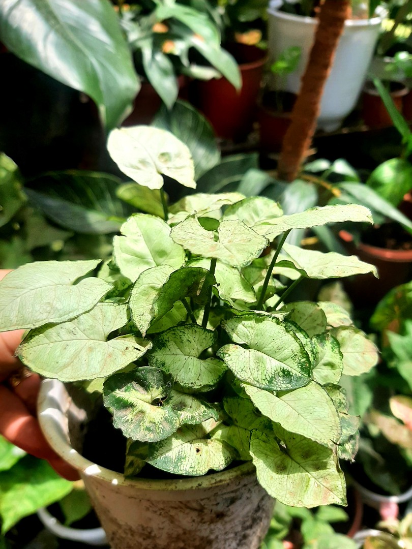 Syngonium Mini Pixie, Furniture & Home Living, Gardening, Plants ...