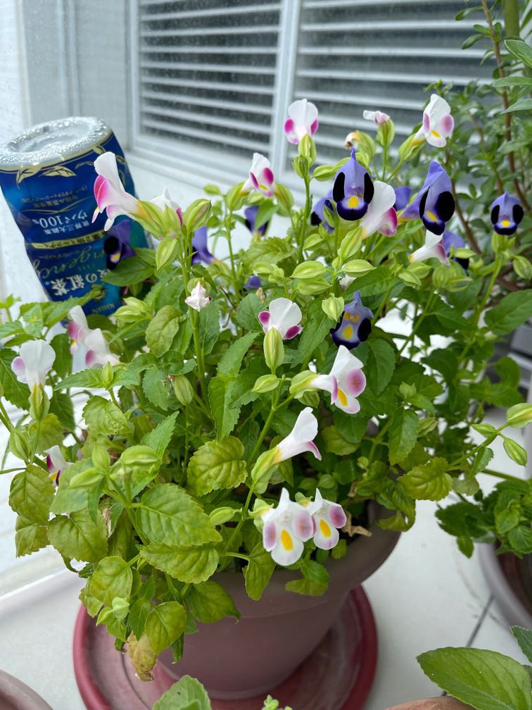 Wishbone flower plant or torenia fournieri, Furniture & Home Living ...