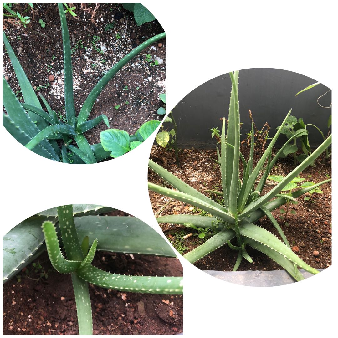 Aloe Vera - babies - trade, Furniture & Home Living, Gardening, Plants ...