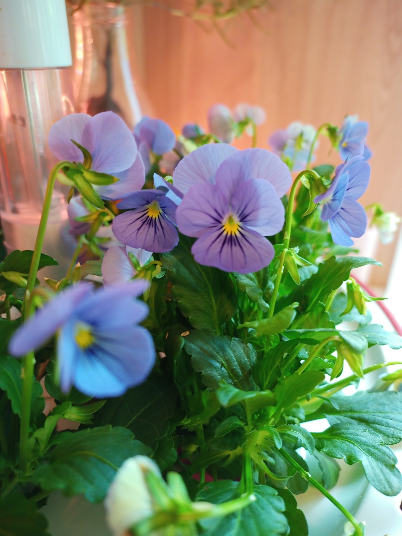Blooming Violas (Edible flowers) , Hobbies & Toys, Stationery & Craft ...