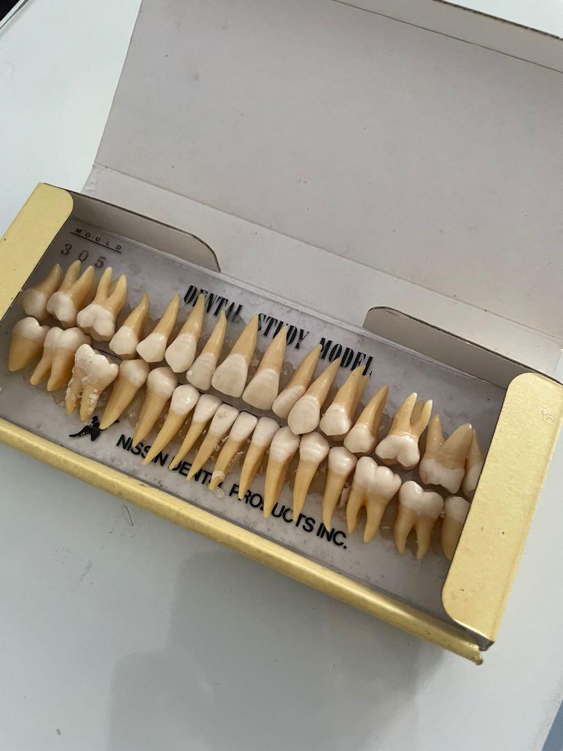 Nissin brand tooth model for Oral anatomy, Health & Nutrition, Medical ...