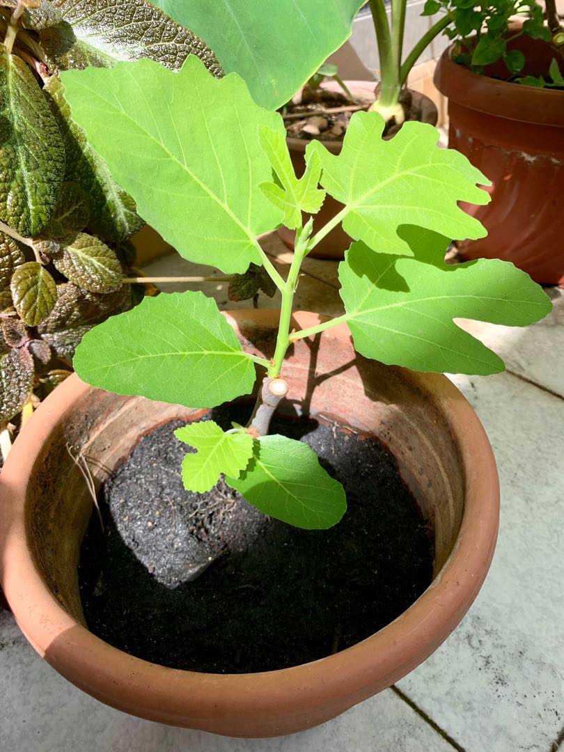 Organic Potted Fig (Ficus Carica) BTM6, Furniture & Home Living, Gardening, Plants & Seeds on ...