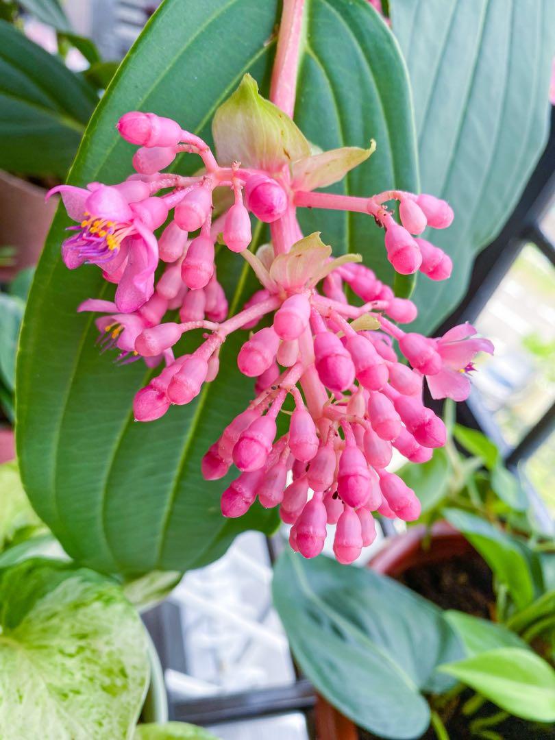 Rare exotic medinilla multiflora (sister of magnifica) , Furniture ...