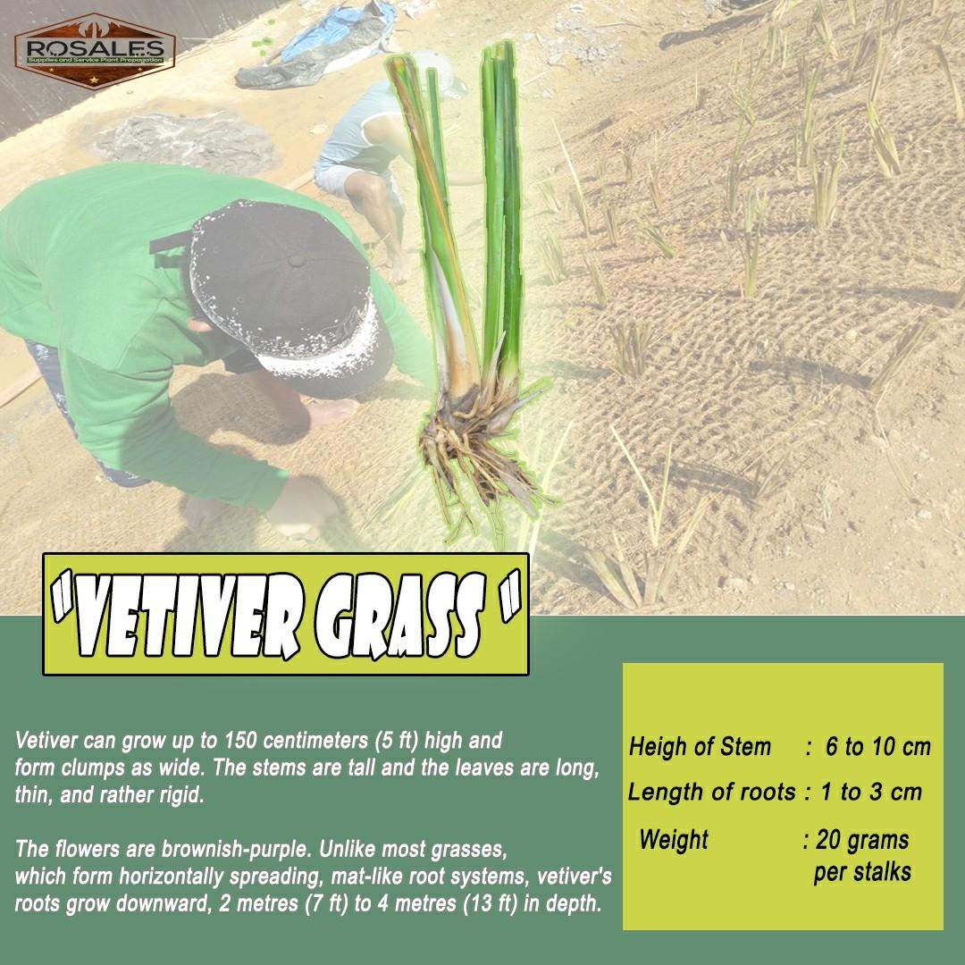 Vetiver Grass for slope protection | Vetiver Grass Vegetation ...