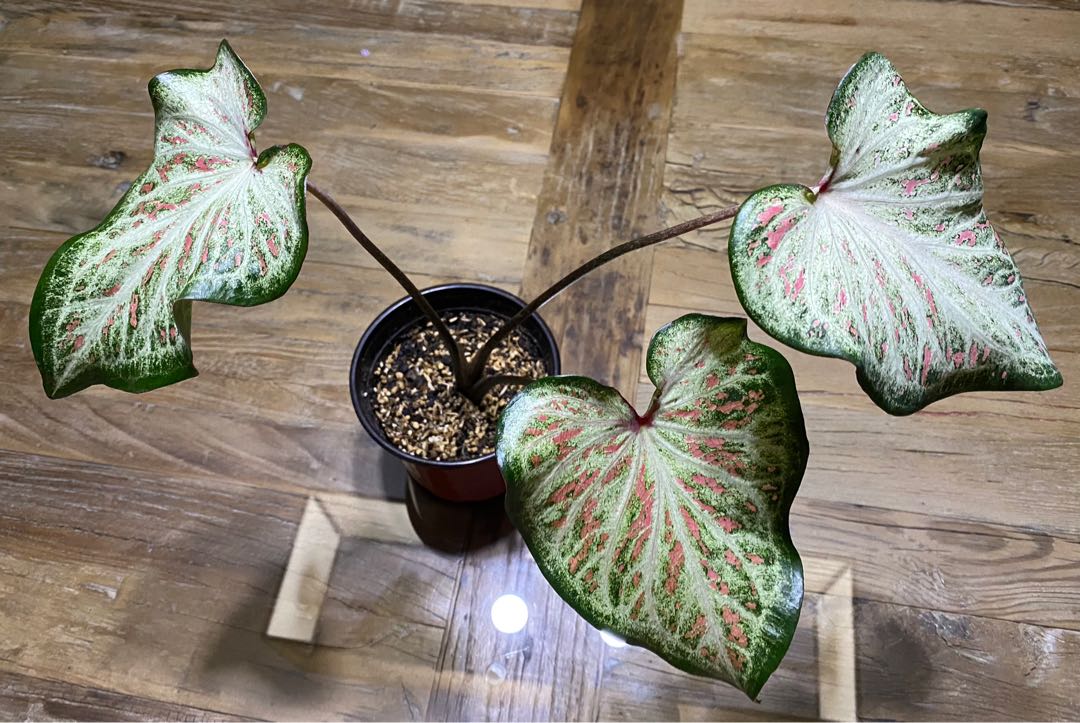 Caladiums- Candyland, Furniture & Home Living, Gardening, Plants ...