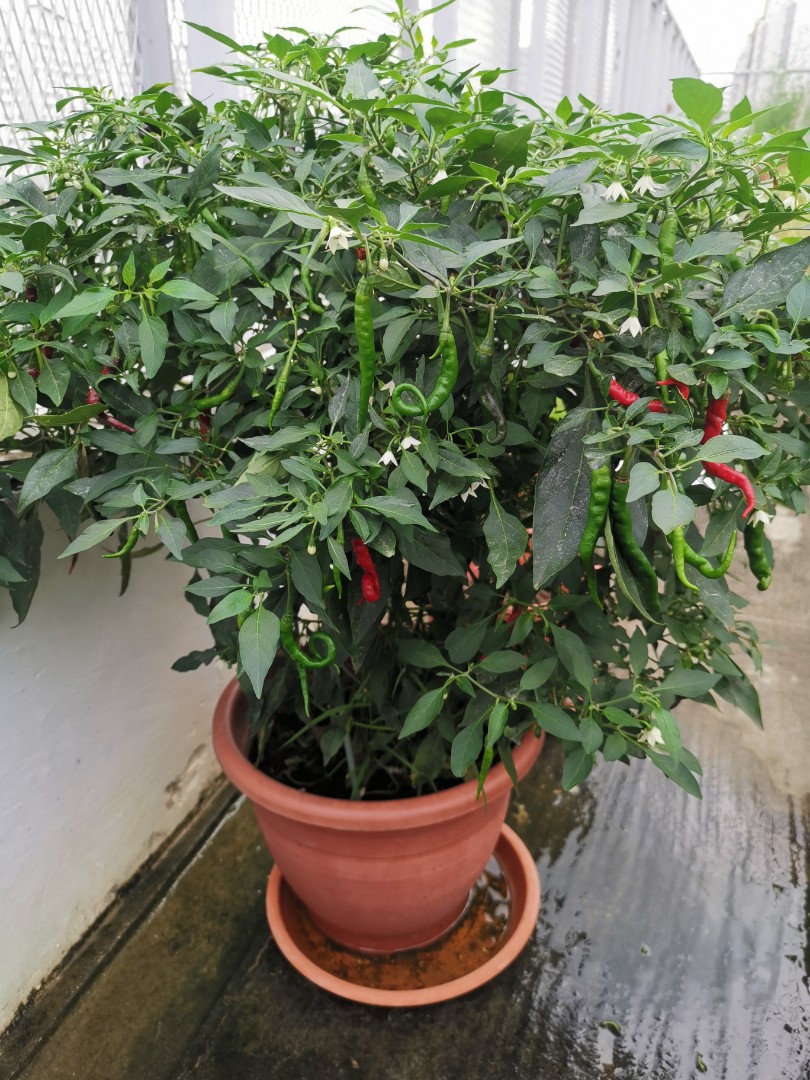 Chilli Pot plants with hundred of fruits, Furniture & Home Living ...