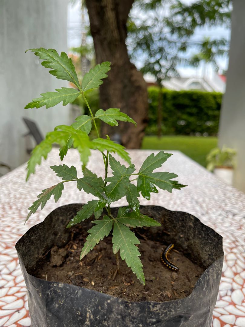 Neem Tree seedling, Furniture & Home Living, Gardening, Plants & Seeds ...