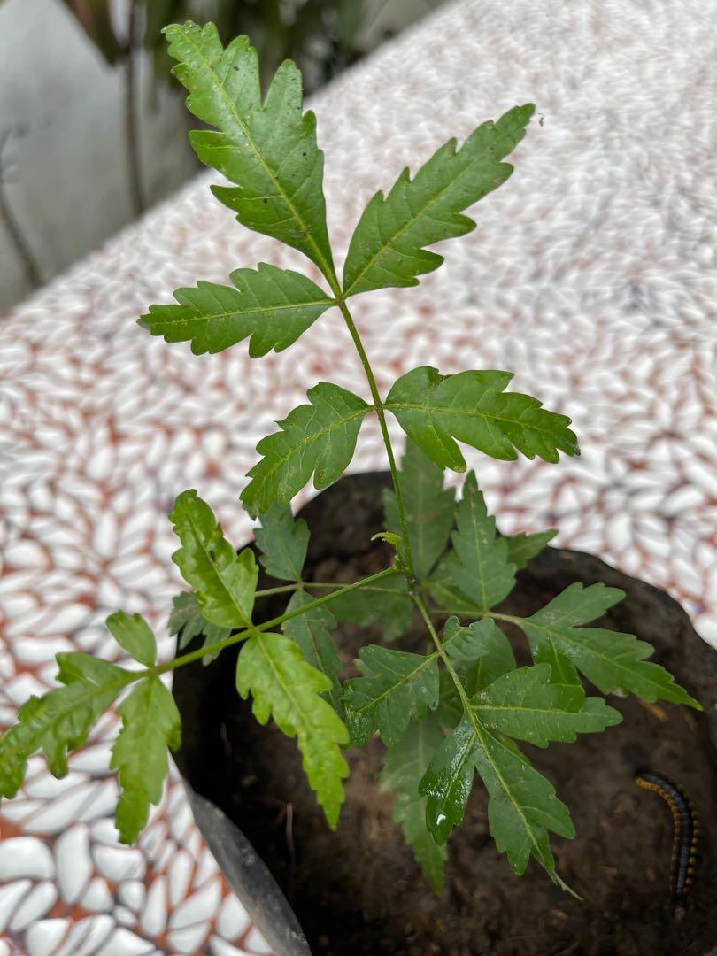 Neem Tree seedling, Furniture & Home Living, Gardening, Plants & Seeds ...