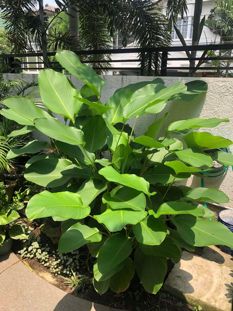 4-6ft Tobacco Plant (Calathea Lutea), Furniture & Home Living ...