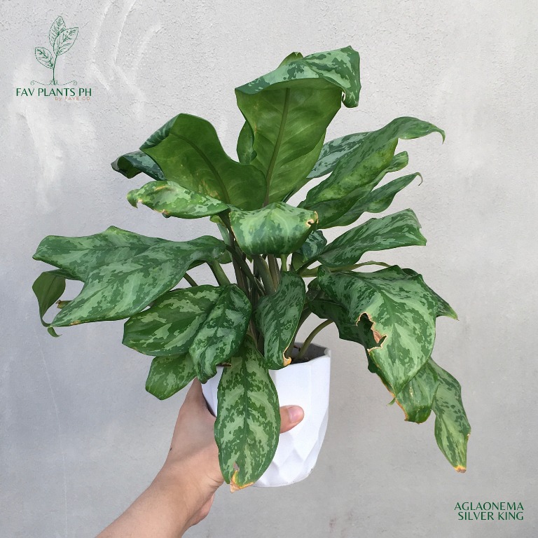 Aglaonema Silver King, Furniture & Home Living, Gardening, Plants ...