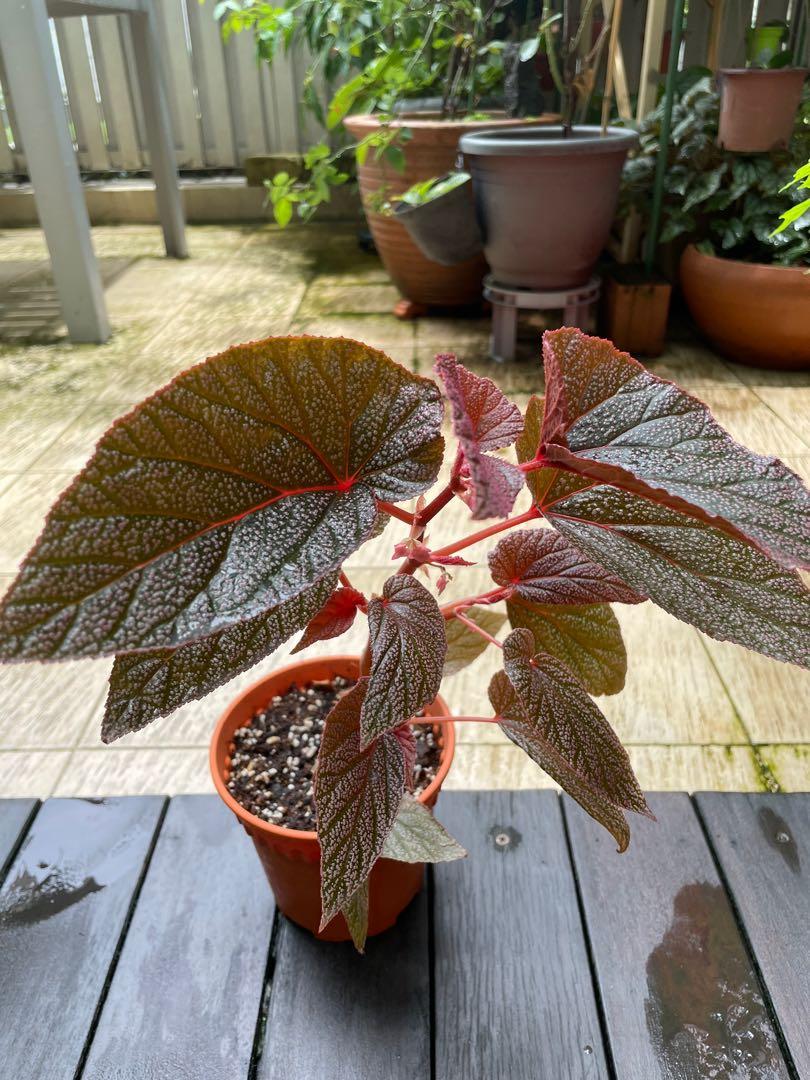 Begonia U062, Furniture & Home Living, Gardening, Plants & Seeds on ...