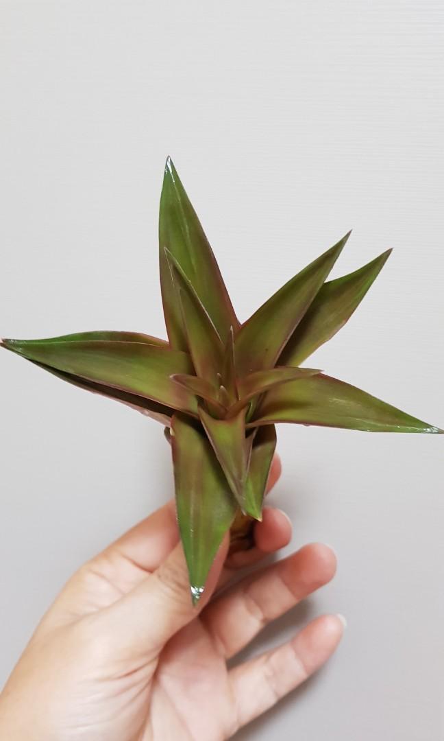 Capitata maroon strong pup, tillandsia airplant, indoor outdoor air ...