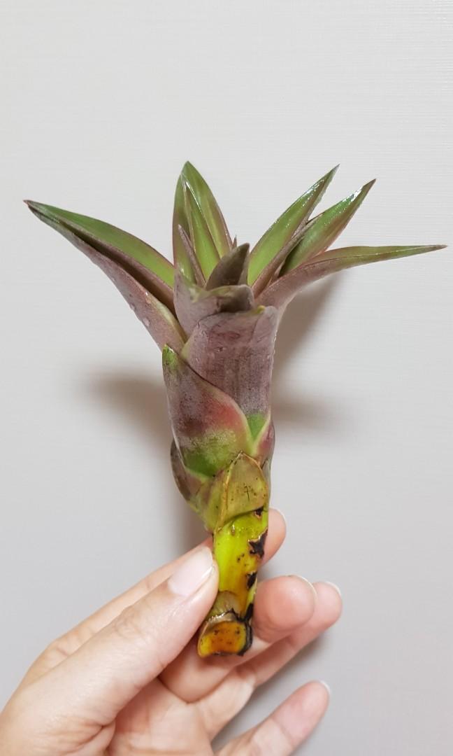 Capitata maroon strong pup, tillandsia airplant, indoor outdoor air ...
