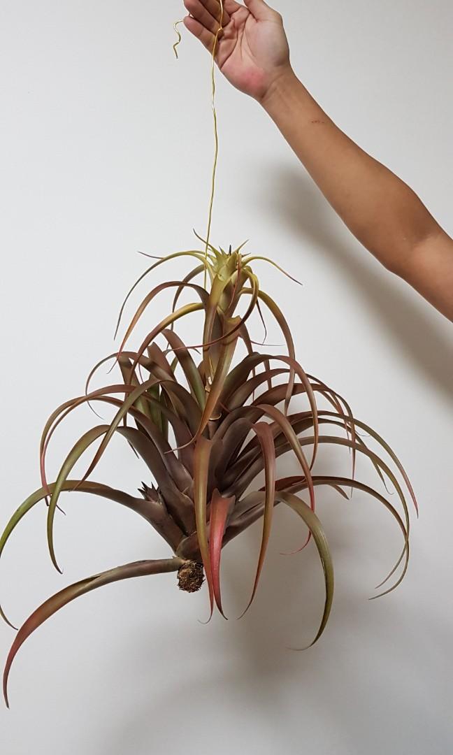Capitata maroon strong pup, tillandsia airplant, indoor outdoor air ...