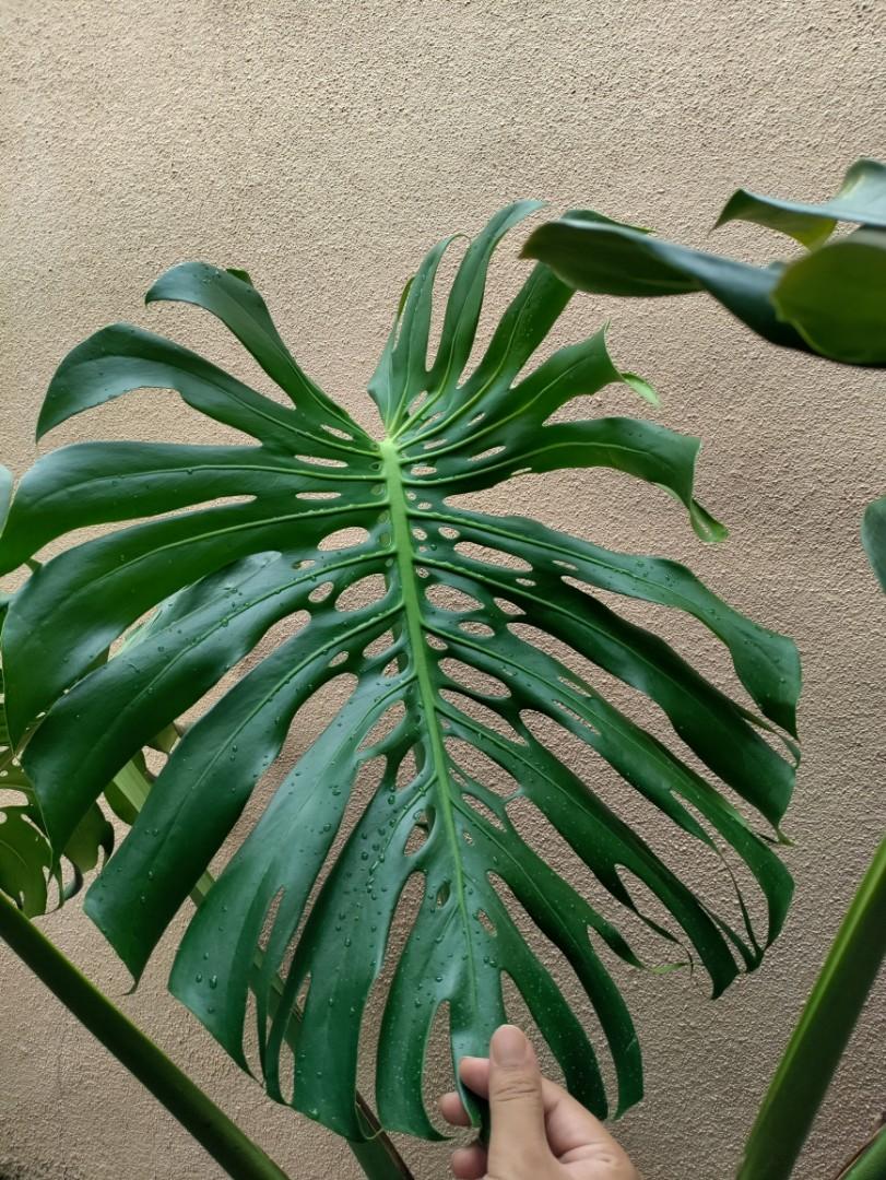 Monstera Deliciosa Cultivate 'Hyperfenestrated', Furniture & Home ...