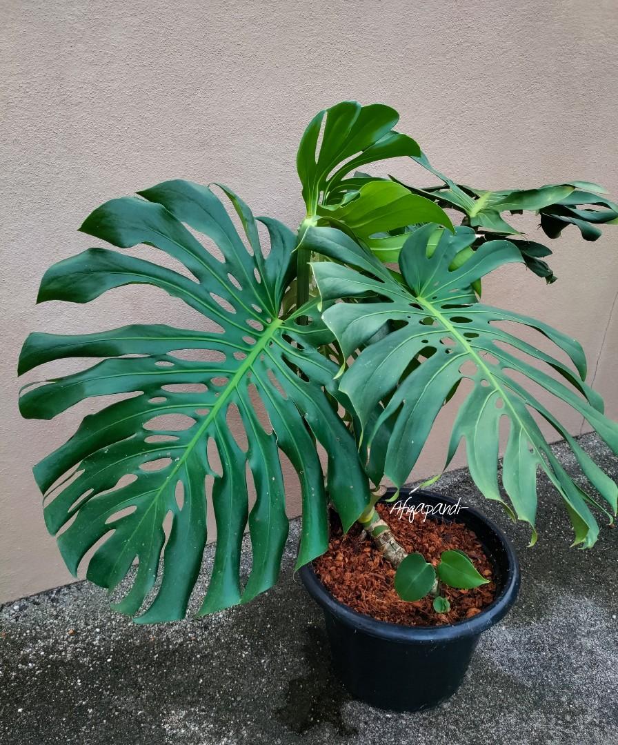 Monstera Deliciosa Cultivate 'Hyperfenestrated', Furniture & Home ...