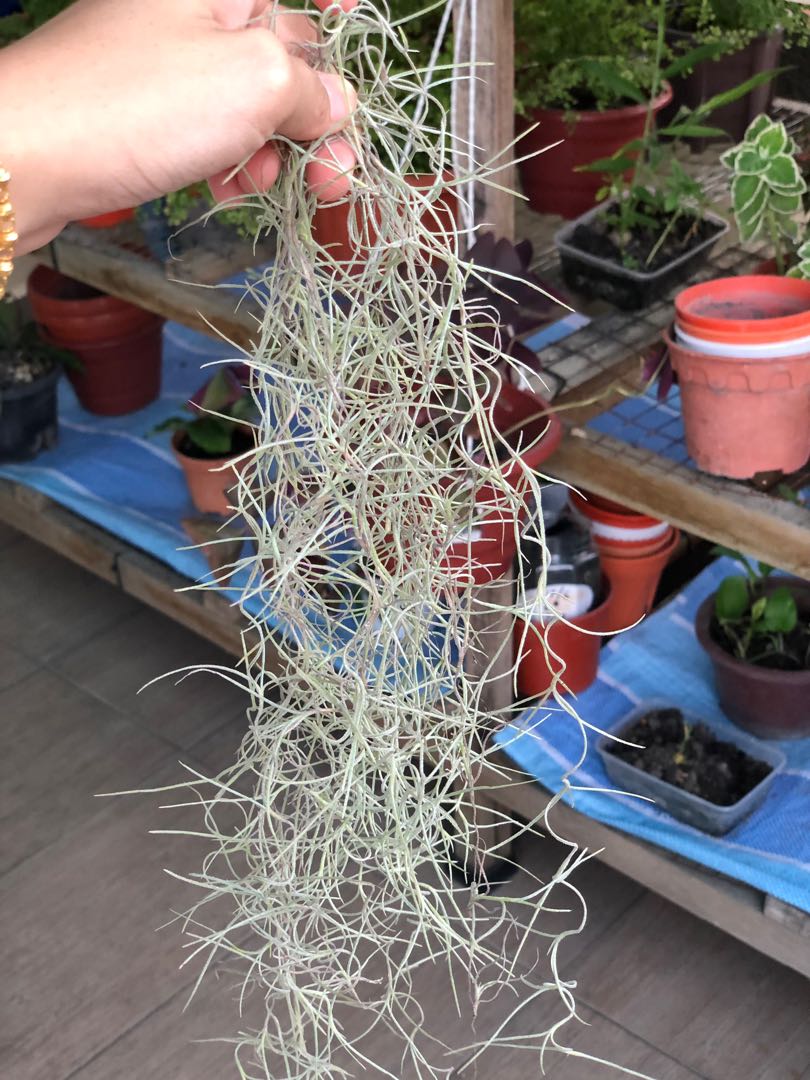 Pokok Janggut Tok Adam (Live Plant), Furniture & Home Living, Gardening ...