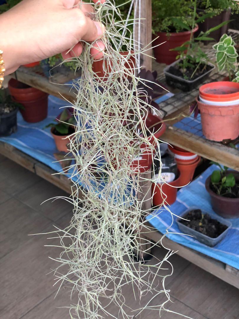Pokok Janggut Tok Adam (Live Plant), Furniture & Home Living, Gardening ...