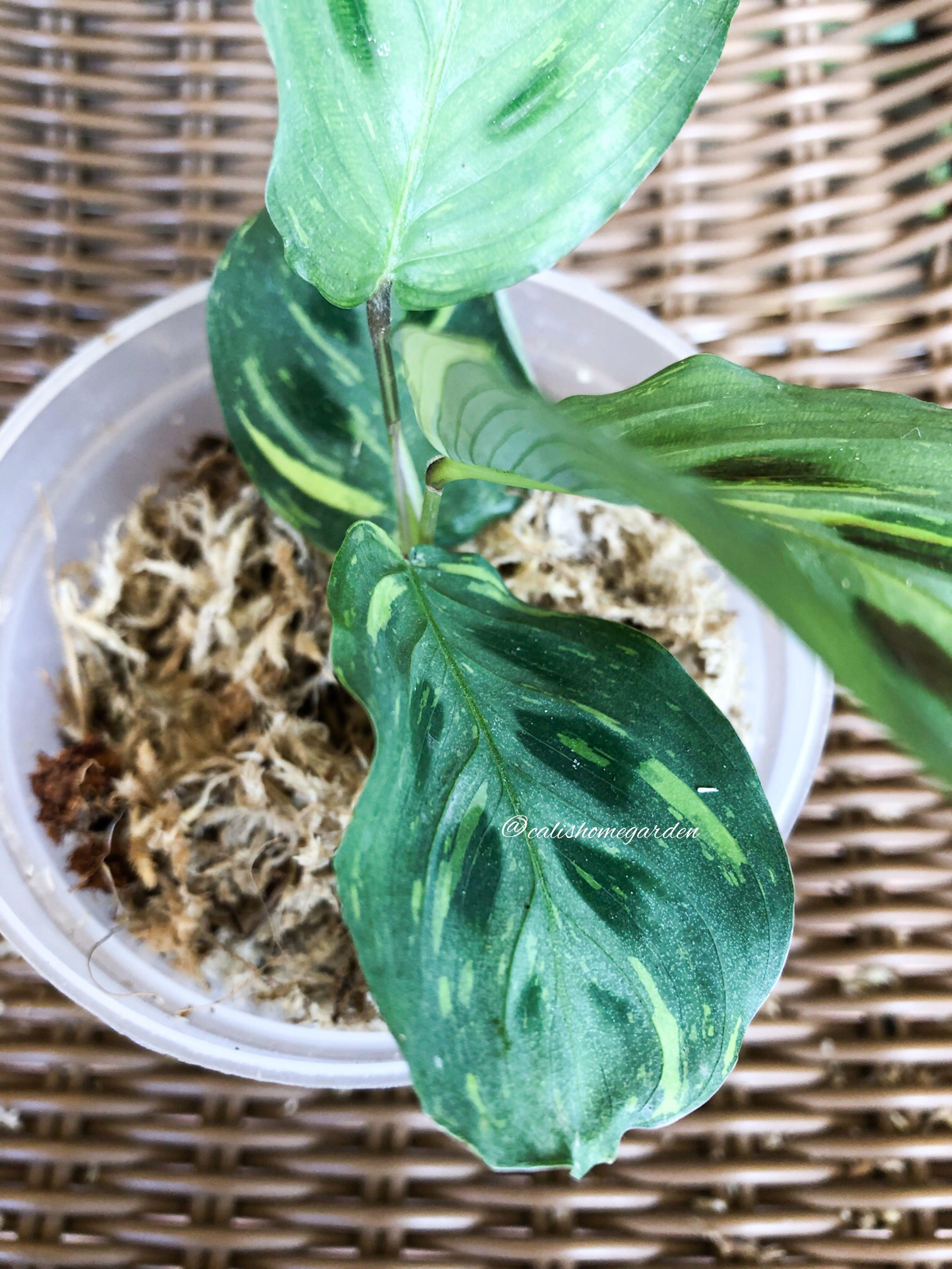 Variegated Maranta Leuconeura - Rare, Furniture & Home Living ...