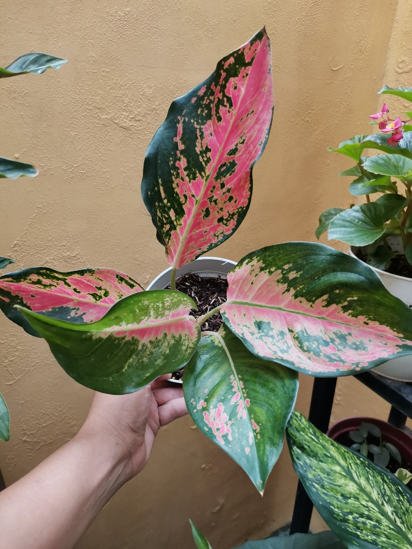 Aglaonema Cochin, Furniture & Home Living, Gardening, Plants & Seeds on ...