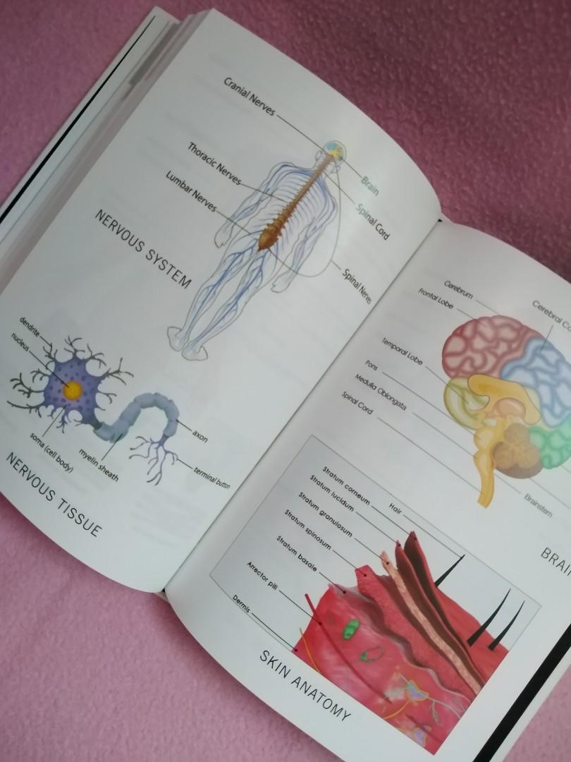 Anatomy 101: From Muscles and Bones to Organs and Systems, Your Guide ...