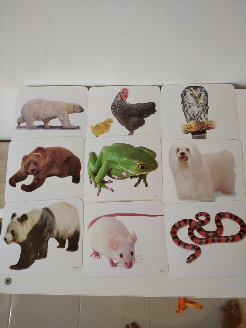 Bilingual Animal Learning Flash Cards, Hobbies & Toys, Stationery ...
