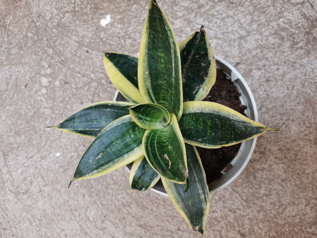 Dwarf snake plant, Furniture & Home Living, Gardening, Plants & Seeds ...