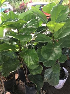 fiddle leaf pig - View all fiddle leaf pig ads in Carousell Philippines