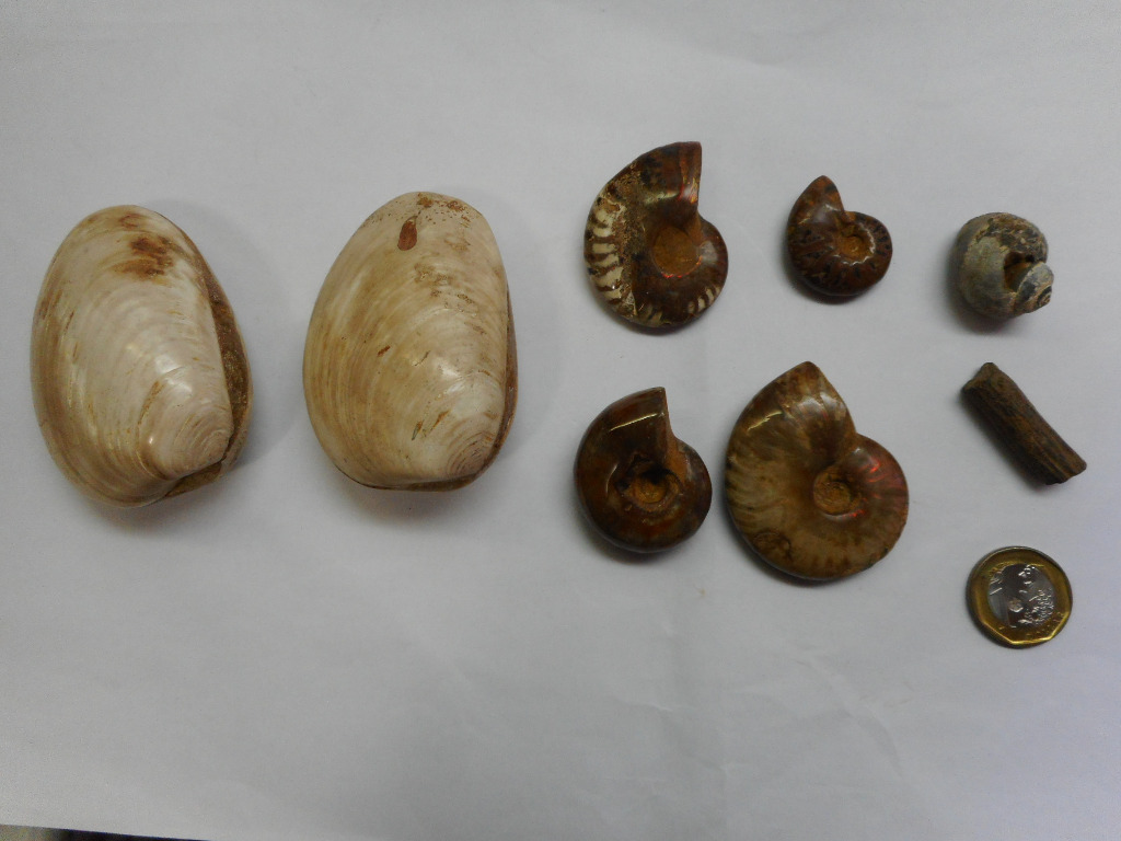 large prehistoric clam sea shell and ammonite fossils, dinosaur age (2 ...