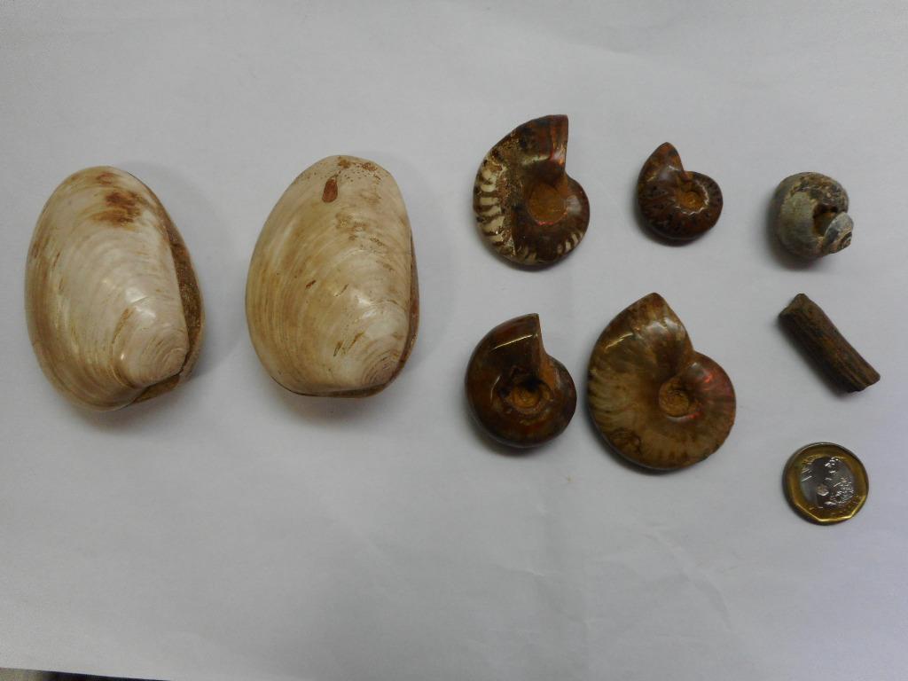 large prehistoric clam sea shell and ammonite fossils, dinosaur age (2 ...