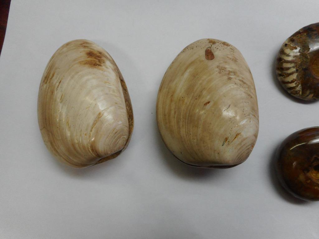 large prehistoric clam sea shell and ammonite fossils, dinosaur age (2 ...