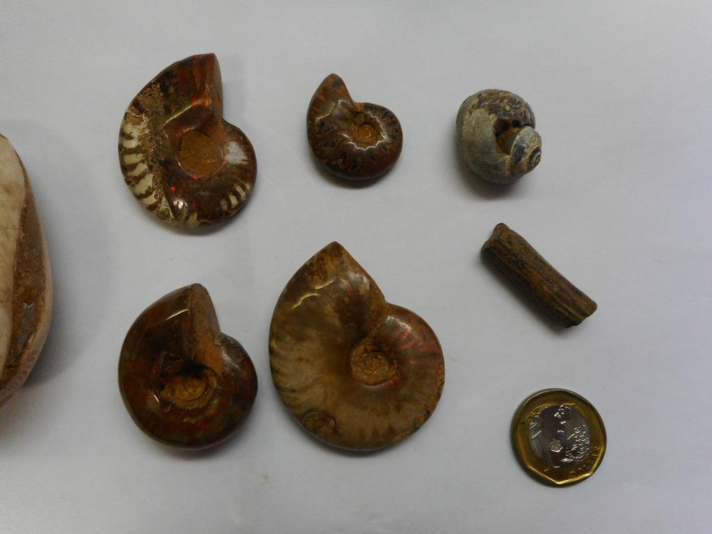 large prehistoric clam sea shell and ammonite fossils, dinosaur age (2 ...