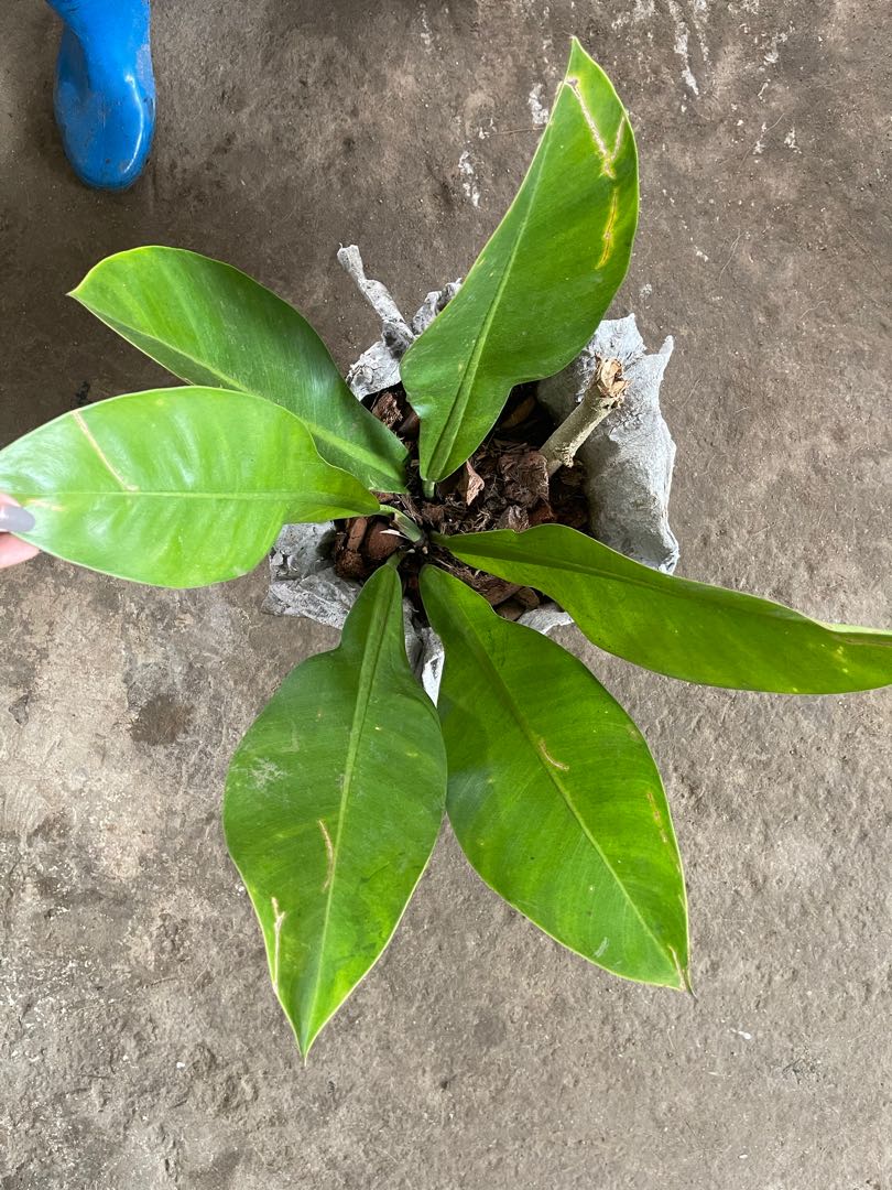 Sitting princess, Furniture & Home Living, Gardening, Plants & Seeds on ...