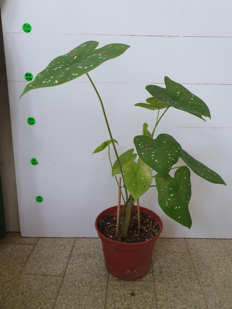 Florida Clown (Caladium) (2 pots available), Furniture & Home Living ...