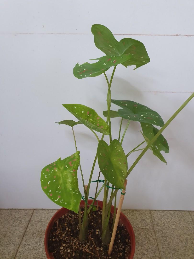 Florida Clown (Caladium) (2 pots available), Furniture & Home Living ...