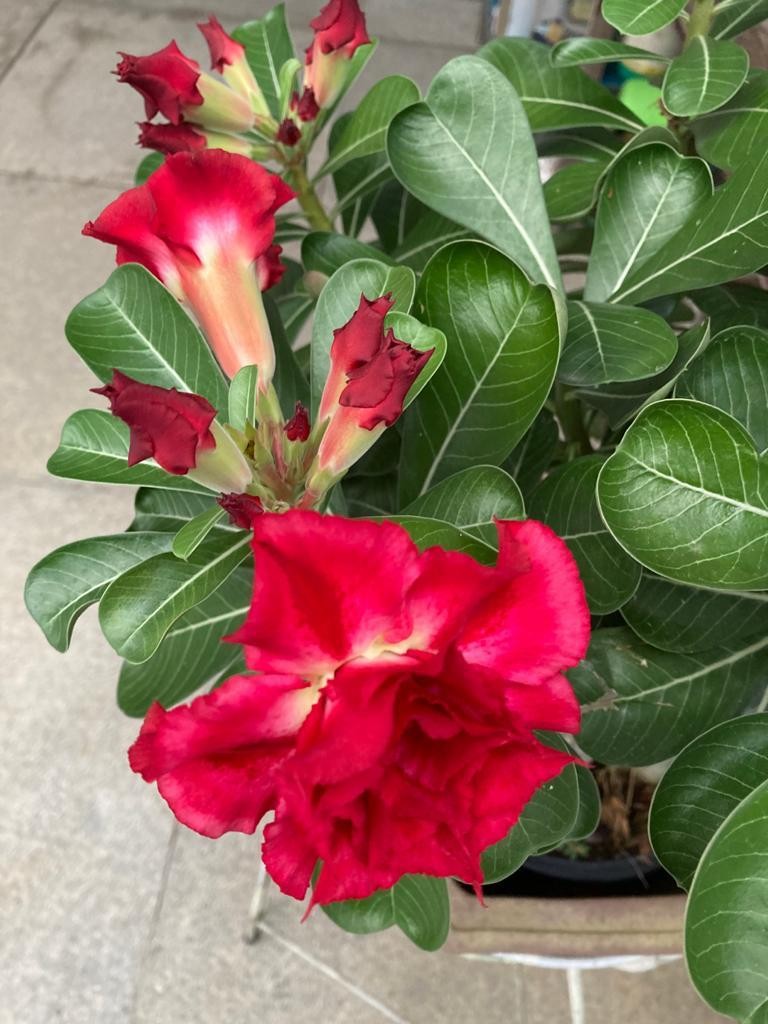 Adenium red, Furniture & Home Living, Gardening, Plants & Seeds on ...