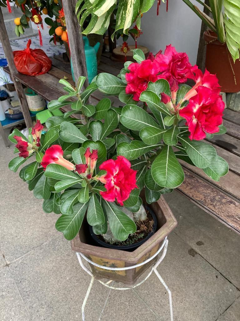 Adenium red, Furniture & Home Living, Gardening, Plants & Seeds on ...