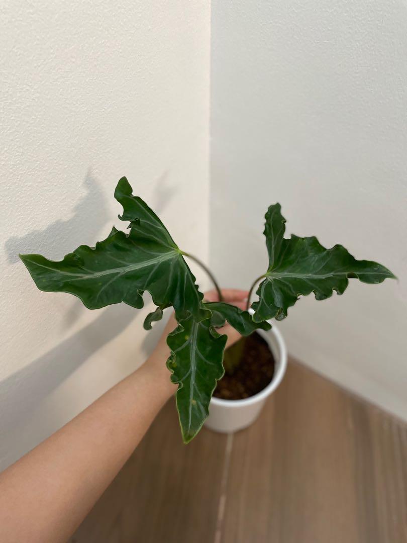 Alocasia Loco (Rare Plant), Furniture & Home Living, Gardening, Plants ...