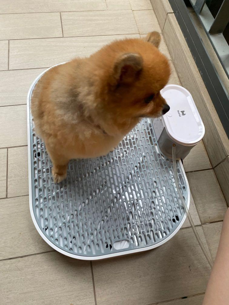pee tray automatic drainage, Pet Supplies, Homes & Other Pet ...