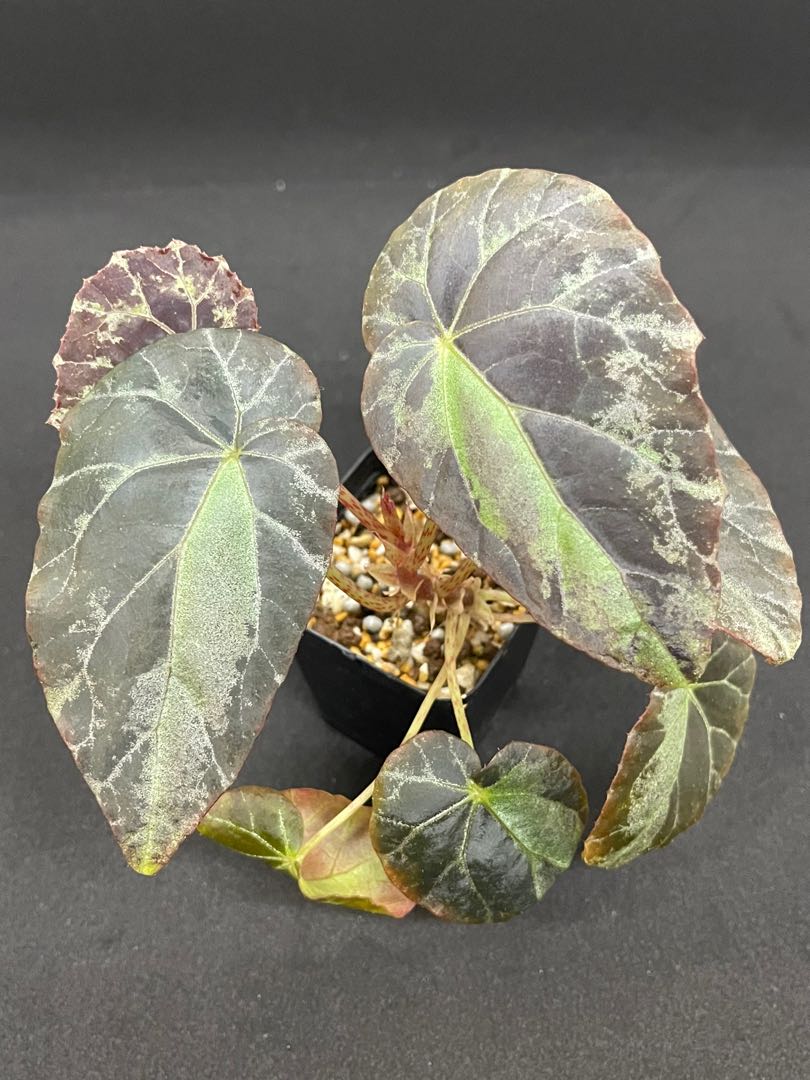 Begonia Burkillii, Furniture & Home Living, Gardening, Plants & Seeds ...