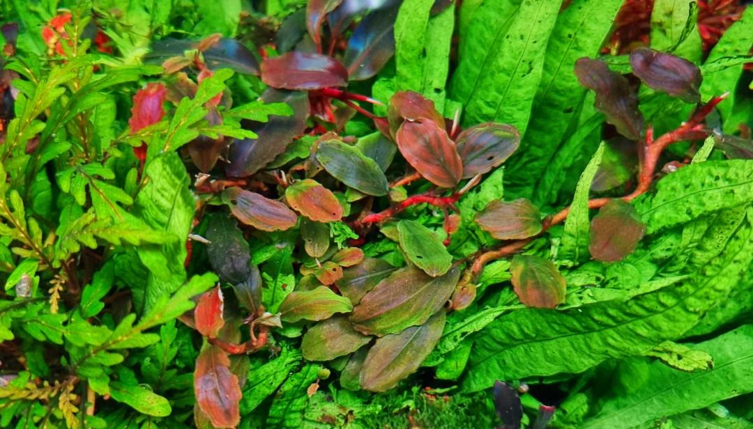 Bucephalandra Red Serenade, Furniture & Home Living, Gardening, Plants ...